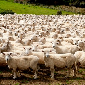 John Macarthur and the birth of the Australian wool industry (not just ...