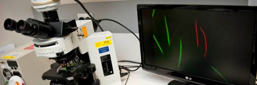 The day the microscope got it’s name – Sciencelens